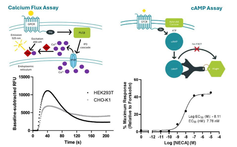 About Ligand Binding Assays Ford Bioscience